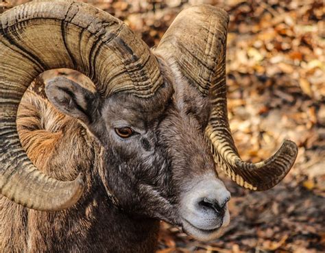 Ram Vs Ibex Whats The Difference City Libraries