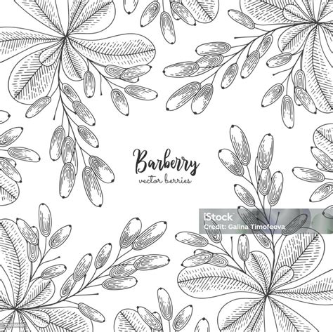 딸기 손 벡터 일러스트 레이 션 프레임입니다 매 발톱 나무와 자세한 프레임입니다 건강과 아름다움 자연 제품의 패키지 디자인 개념에 대한 스톡 벡터 아트 및 기타 이미지