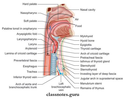 Thoracic Duct Anatomy Class Notes