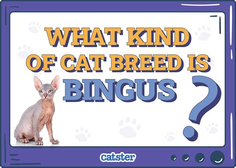 What Kind Of Cat Breed Is Bingus Felines Of Viral Videos Catster
