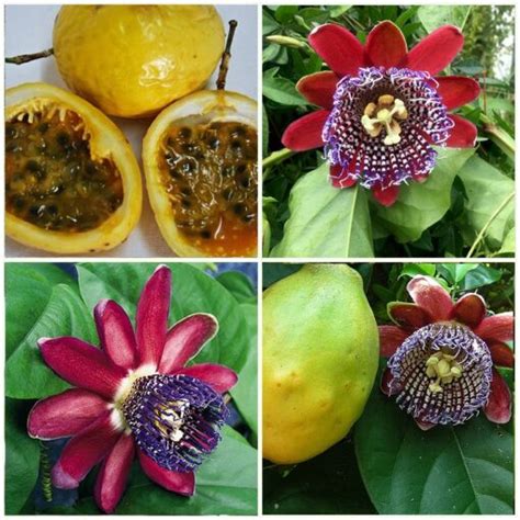 ΜΤ 16709 Passiflora Fragrant Granadilla Maracuja De Refresco