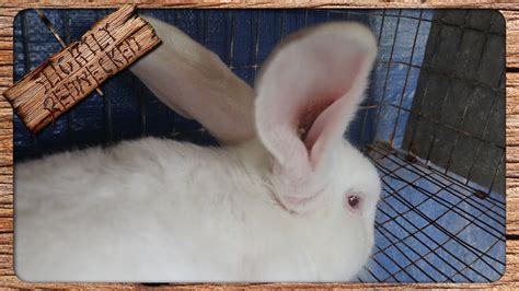 Medicine For Rabbit Ear Mites At Donald Altman Blog