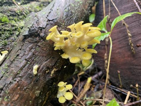 Capturing The Start Of A Beautiful Grouping Is Always Exciting Rfungi