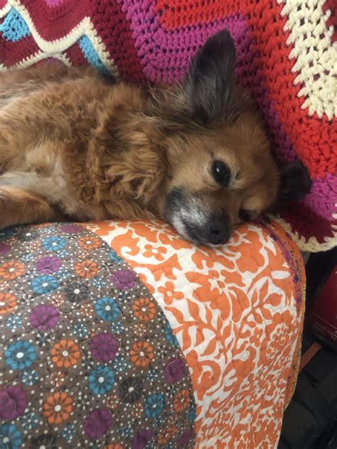 Stinky Girl Got A Bath Today Rchiweenie