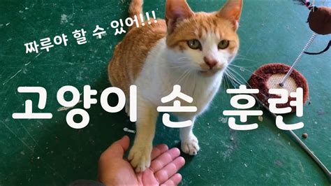 고양이 손 훈련시키기 짜루야 해보자~ Youtube