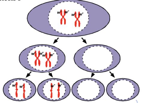 Lecture 6 Sex Linkage Flashcards Quizlet