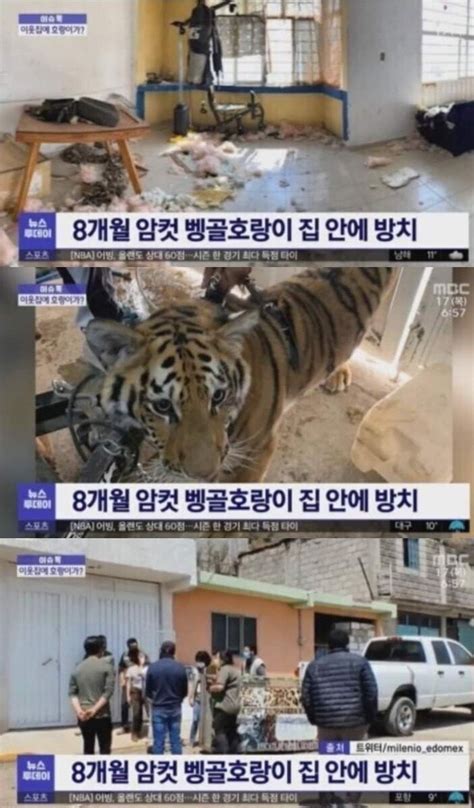 이웃집에 호랑이가 사는 것 같아요 깔깔유머방 커뮤니티 팍스넷 증권포털