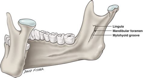 Mandibular Foramen
