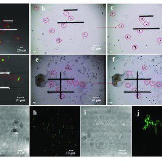 Single Cell Sorting Of Environmental Samples A F Single Cell Download Scientific Diagram