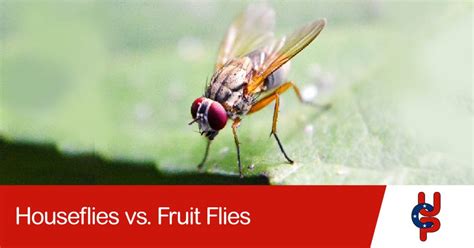 Fruit Flies Vs Termites At Jeremy Tellez Blog
