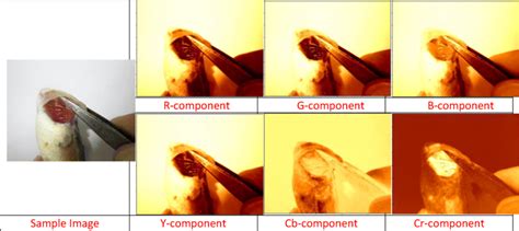 Visualisation Of An Image Of Individual Components Of The RGB Color Download Scientific Diagram