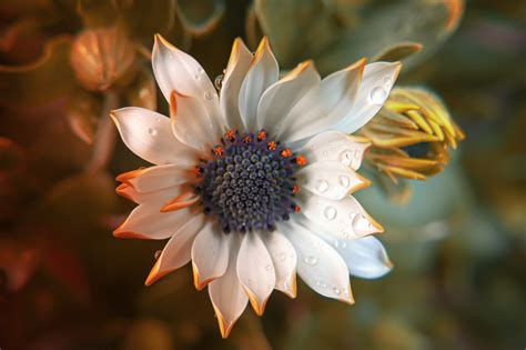 꽃 봄 자연 Pixabay의 무료 사진 Pixabay