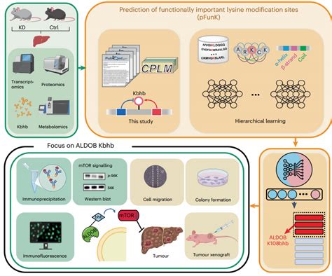 绘谱导读 吃出健康，代谢先行！饮食 代谢 疾病研究链条日益清晰「202408」 肿瘤细胞 氨基酸代谢 非靶向代谢 脂质 多组学代谢流检测分析 脂肪酸定量 肠道微生物菌群检测 麦特绘谱