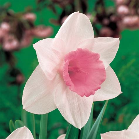 Daffodil Flower Seeds Daffodil Bulbs Narcissus Flower