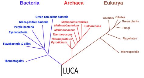 All Life On Earth Comes From A Single Common Ancestor The Brighter Side Of News