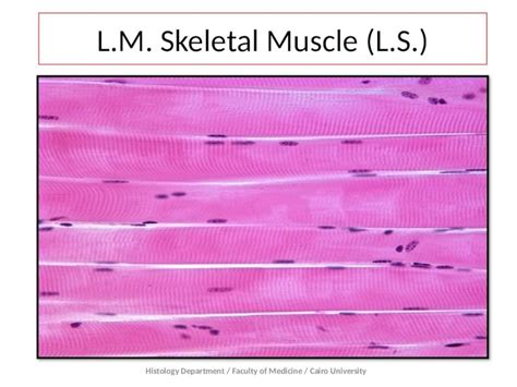 Pptx Muscular Tissue Prac Histology Dokumentips