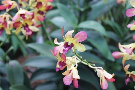 Dendrobium Caesar Java Candy In Singapore Botanical Gardens 2014 03 23