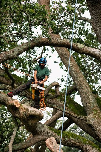 로프에 의해 중단 높이에서 전기 톱을 사용하여 나무 외과 의사 30 34세에 대한 스톡 사진 및 기타 이미지 30 34세 경호 균형 Istock