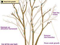 Discover 9 Path Visualization And Tree Diagram Ideas Visualisation Family Tree Diagram