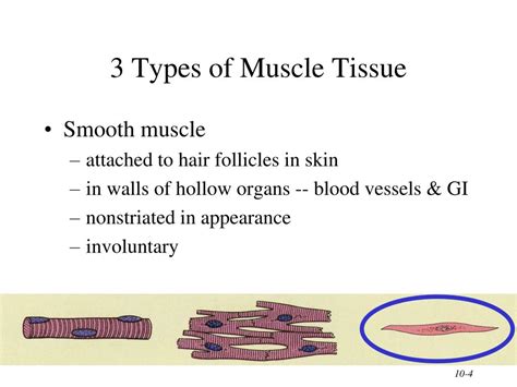 PPT Muscle Tissue PowerPoint Presentation Free Download ID