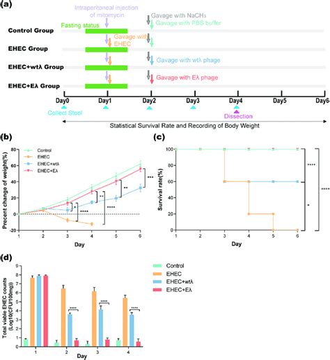 El Eliminates Ehec In Vivo And Rescues Ehec Infected Mice A