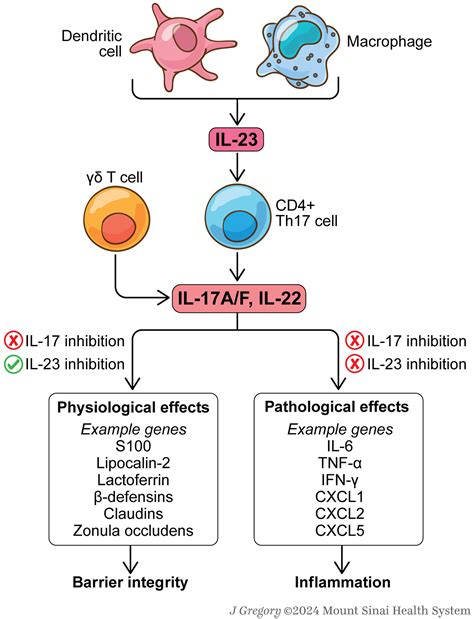 Targeting The Interleukin 23 Pathway In Inflammatory Bowel Disease