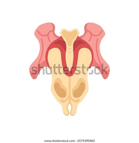 Dynamic Overview Infraspinous Fossa Anatomy Stock Vector Royalty Free
