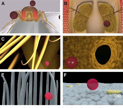 Figure 1 From Olfactory Signaling In Insects Semantic Scholar