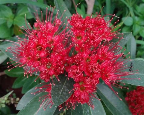 Red Penda Xanthostemon Lazada