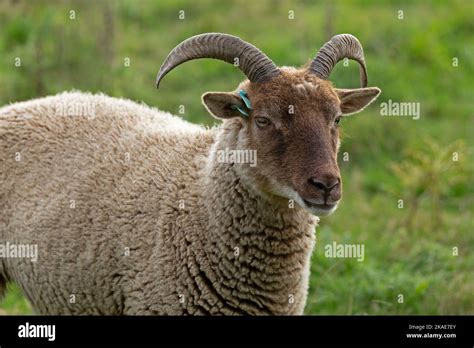 Jacob´s Sheep South Downs Way Near Truleigh Hill Shoreham By Sea
