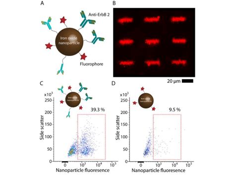 Targeted Cell Labeling With The Magnetic Nanoparticles Released From Download Scientific