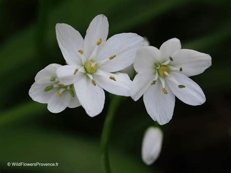 Allium Neapolitanum Wild In Provence