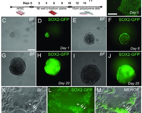 Differentiation Potential Of Gene Edited Sox2 Gfp Imr90 4 Ipscs A Download Scientific
