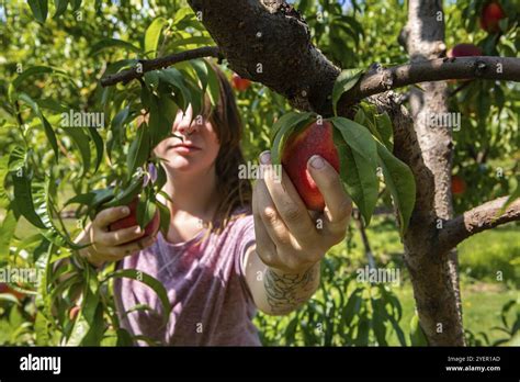 Unrecognizable Caucasian Young Woman Standing Behind The Tree Branch Picking A Ripe Fresh Peach