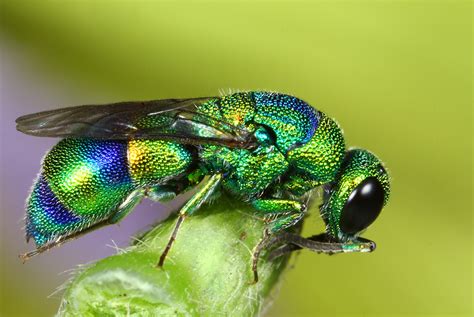 Jewel Wasp This Tiny Inconspicuous Insect Only Reveal Its Flickr