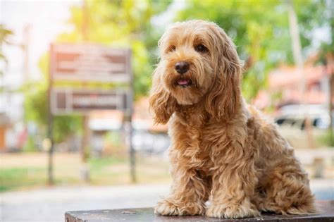 How Much To Feed A Cockapoo Puppy And Adult Feeding Chart