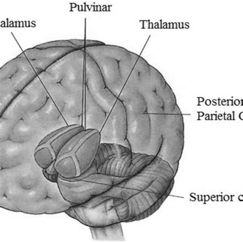 Pdf The Neural Basis Of Attention