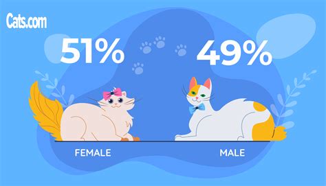 Cat Statistics 2025 Newest Available Data Infographic