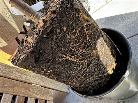 Best Advice To Keep My Juvenile Tree Alive In A Pot Rgardening