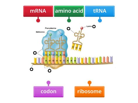 Translation Structures Labelled Diagram