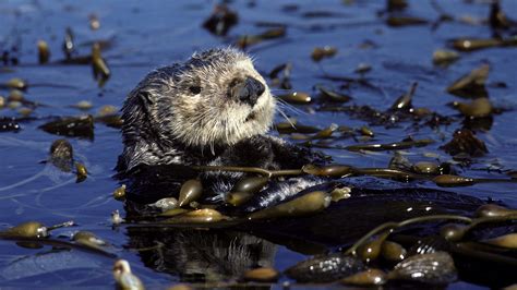 Sea Otters Can Help Conserve Vital Kelp Forests Popular Science