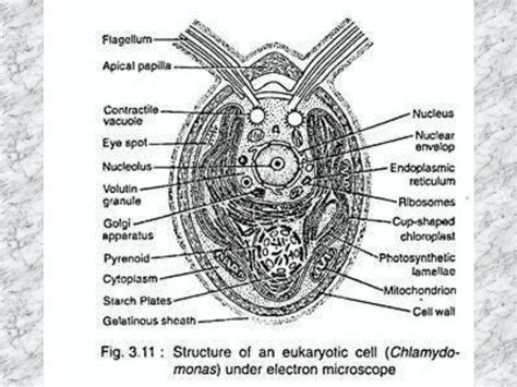 Prokaryotic And Eukaryotic Algal Cell Structure Pptx