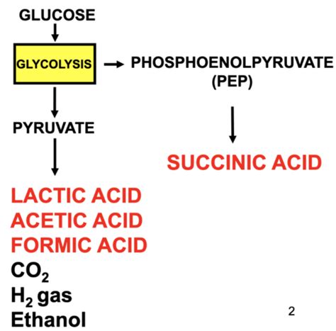 Methyl Red And Voges Proskauer Tests Exam 3 Flashcards Quizlet