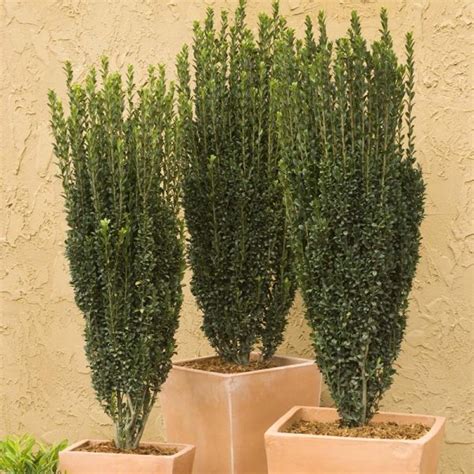 Sky Pencil Holly Plano Landscaping Company
