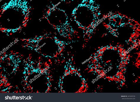 Mitotracker Over 15 Royalty Free Licensable Stock Illustrations