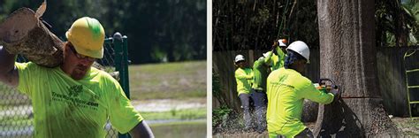 Clermont Tree Trimming And Removal Services