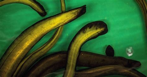 65 Centimeters Long Bizarre Sex Game Man Has To Have Eel Removed Krone At