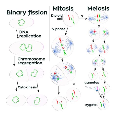 Cell Division Simple English Wikipedia The Free Encyclopedia
