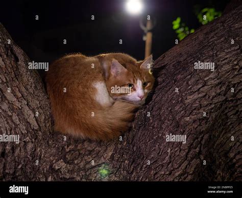 Non Pedigree Tabby Bright Red Colored Gorgeous Cat Curl Up In A Ball