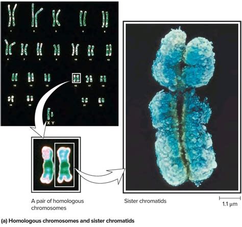 hanaa fayed on linkedin chromosomes following dna replication ‼️ a